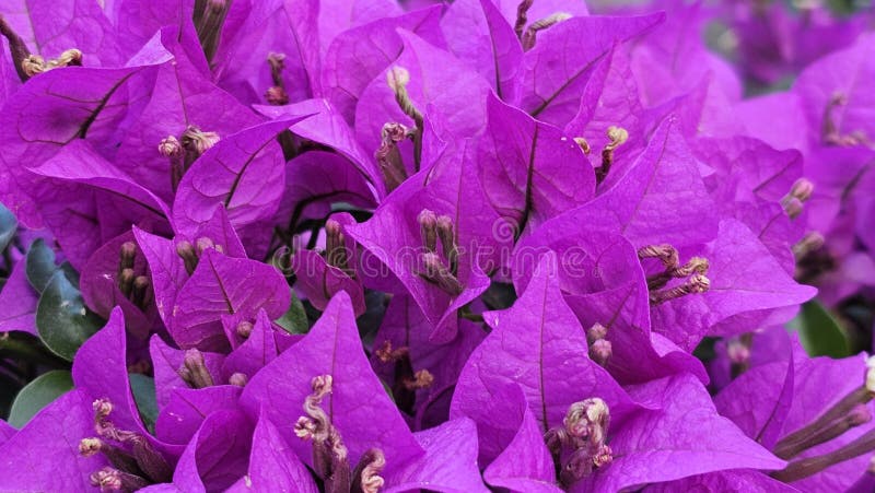 Beautiful Red Liana Flowers Close Up. Top Down Stock Image - Image of ...