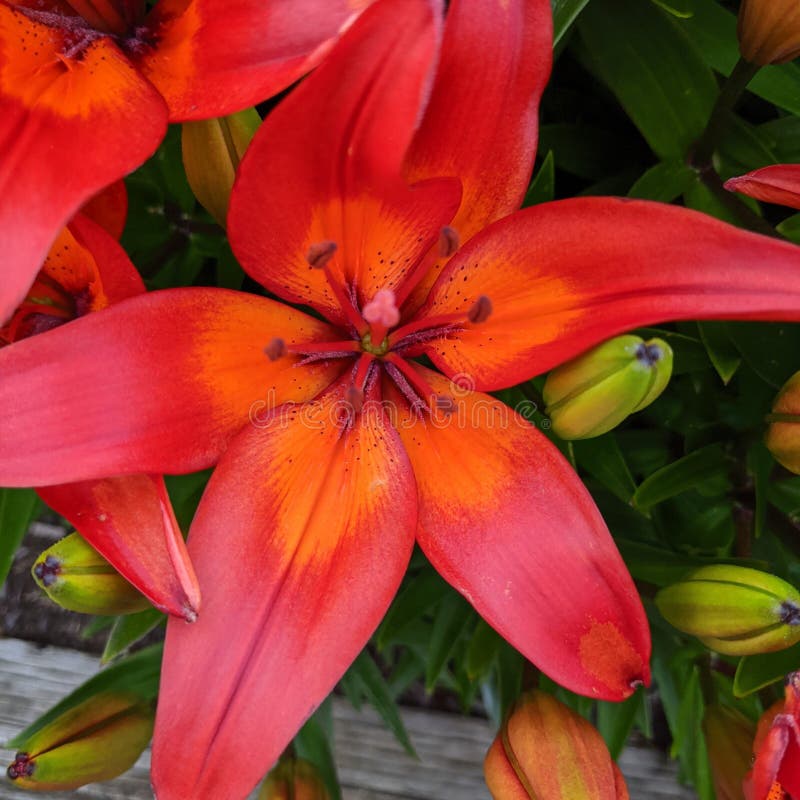 Beautiful Red Lilies in Bloom Stock Photo - Image of flower, petal ...
