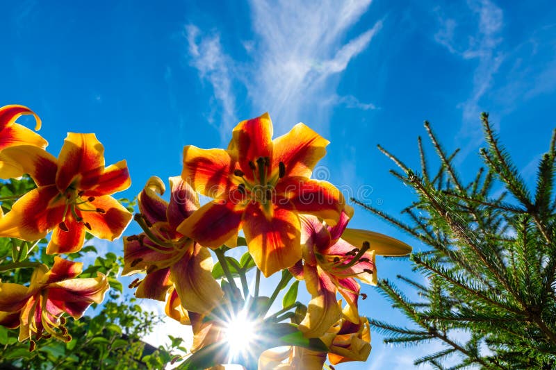 Beautiful Red Lilies Bloom in the Garden Stock Photo - Image of nature ...