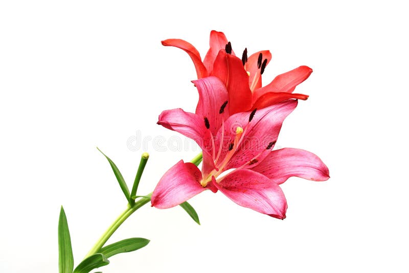 Beautiful Red Lilly Blooming Flower Isolated on Whit Background Stock ...