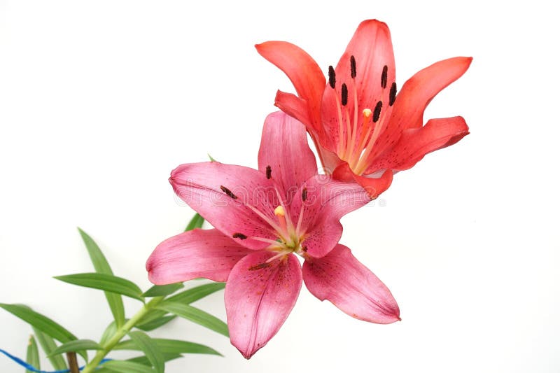 Beautiful Red Lilly Blooming Flower Isolated on Whit Background Stock ...