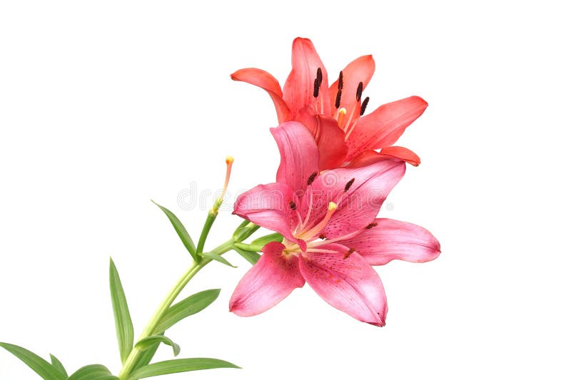 Beautiful Red Lilly Blooming Flower Isolated on Whit Background Stock ...