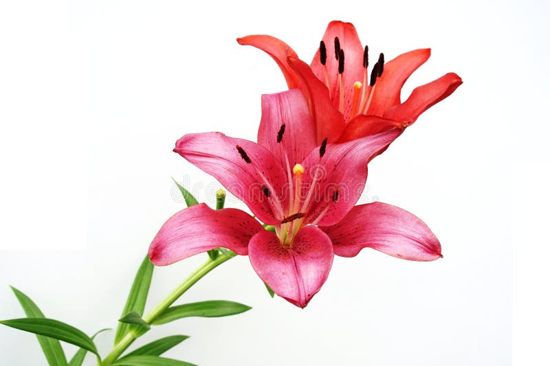 Beautiful Red Lilly Blooming Flower Isolated on Whit Background Stock ...