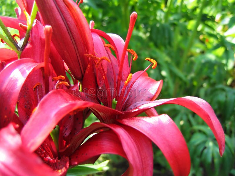 Beautiful red lily stock photo. Image of colorful, flora - 133345764