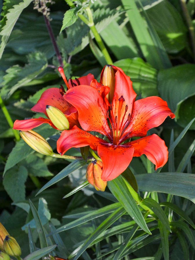 Beautiful Red Lily Summer Period Stock Image - Image of blooming ...
