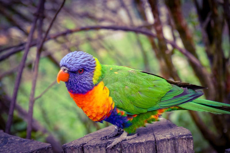 Beautiful Lories in the Wild Stock Image - Image of parakeet, beak ...