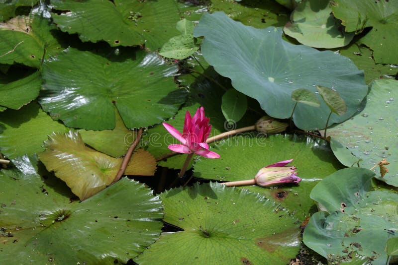 A beautiful red lotus stock photo. Image of wildflower - 181813570