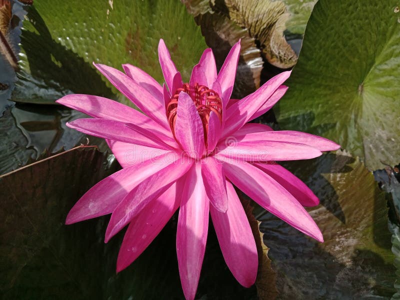 Beautiful Red Lotus Flower Above Fish Pond Stock Photos - Free ...