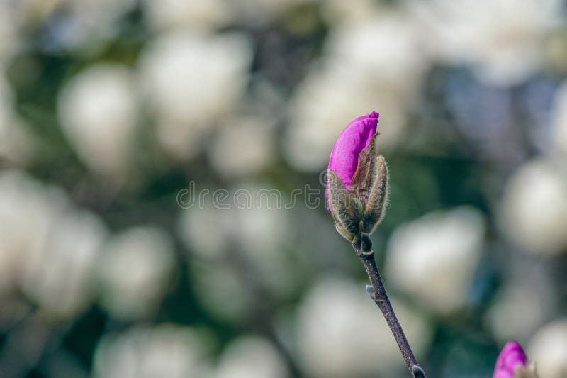 Beautiful Red Magnolia Flower Buds on a Tree Branch in Springtime Stock ...