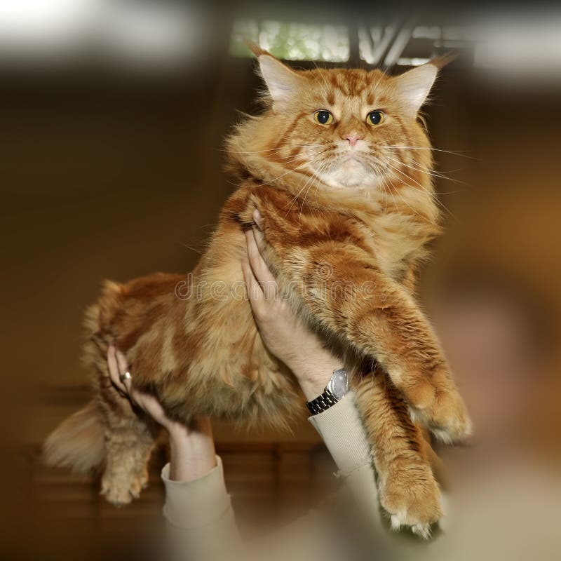 Red Maine Coon in profile stock image. Image of breed - 27409815