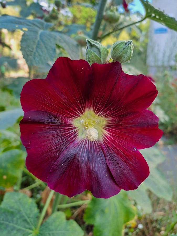 A Beautiful Red Mallow Flower Blooms Stock Image - Image of pink ...
