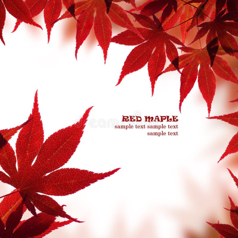 Beautiful red maple border stock image. Image of autumnal - 25534195