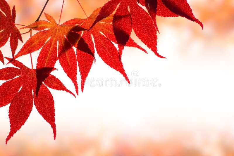 Beautiful red maple border stock image. Image of frame - 26705383