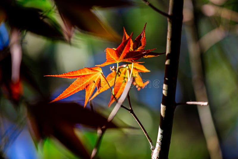 Beautiful Red Maple Leaf of the Tree ,Maple Leaves in the Autumn Colors ...