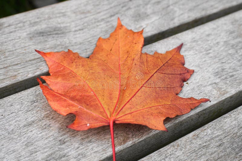 Beautiful Red Maple Leaf on Wooden Table Close Up. Stock Photo - Image ...