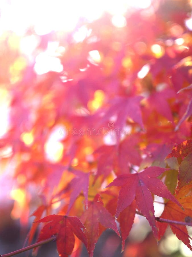 Shine under starry sky stock photo. Image of sierra, california - 89076752