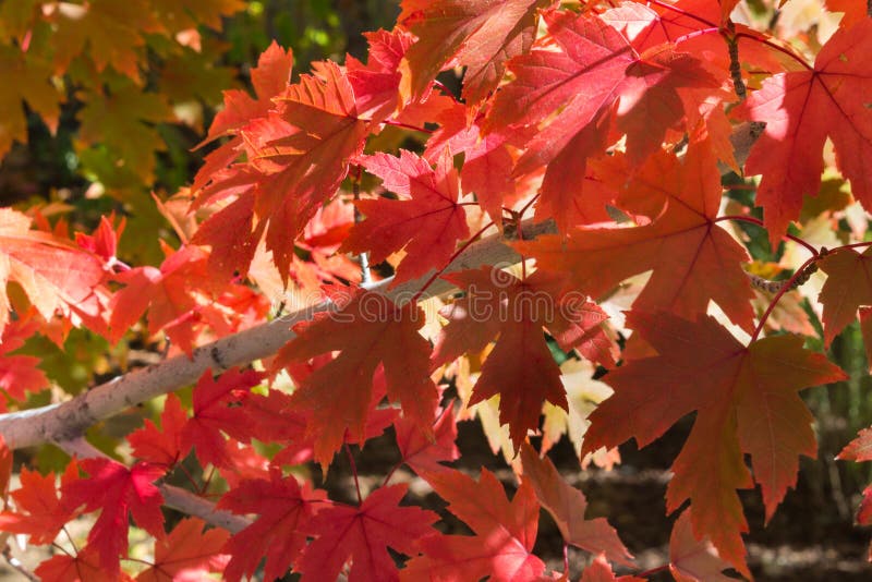 Beautiful Red Maple Leaves with Fall Colors on Display. Stock Image ...