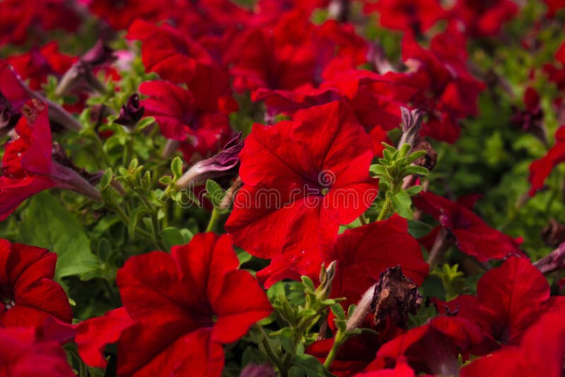 Beautiful Red Million Bells Flower, Calibrachoa. Spring with Many Bloom ...