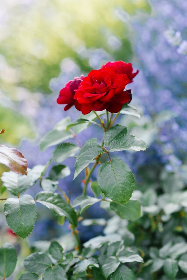 Beautiful Red Mini Roses in the Garden in Summer Stock Image - Image of ...