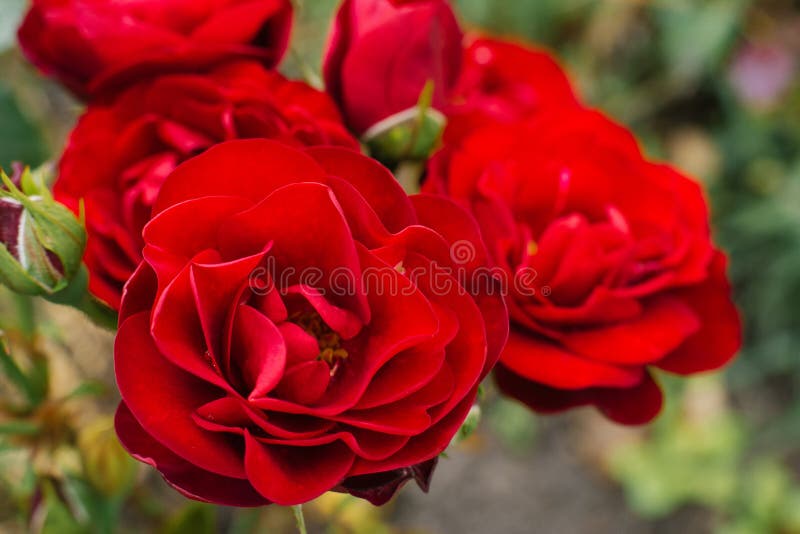 Beautiful Red Mini Roses Grow in the Garden in Summer. Selective Focus ...