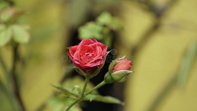 Red Miniature Roses in Closeup Stock Photo - Image of growth, love ...
