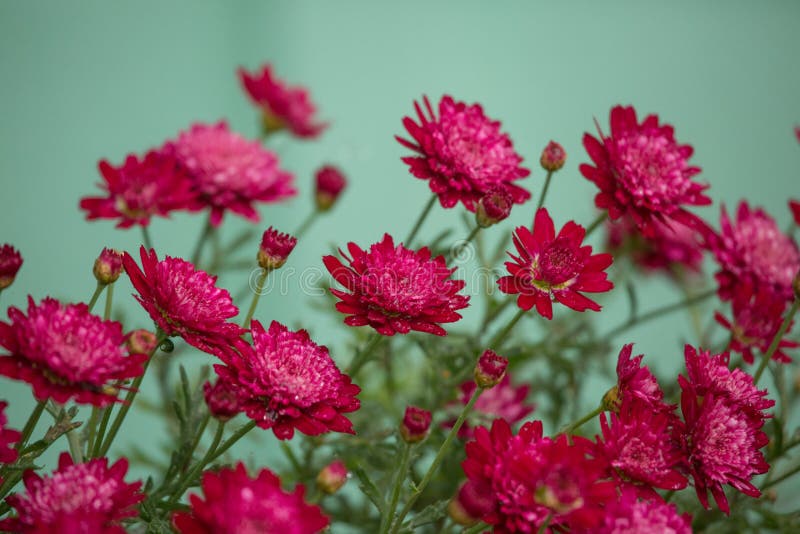 Beautiful red mums stock image. Image of leaves, blossoms - 41477559