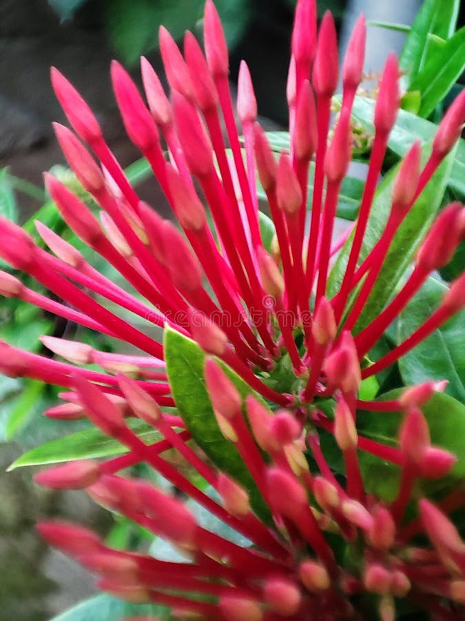 Beautiful Red Needle Flower in Afternoon Stock Image - Image of ...