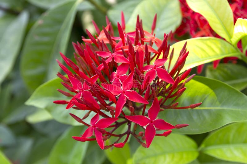 Beautiful Red Needle Flowers on the Tree Stock Photo - Image of outdoor ...