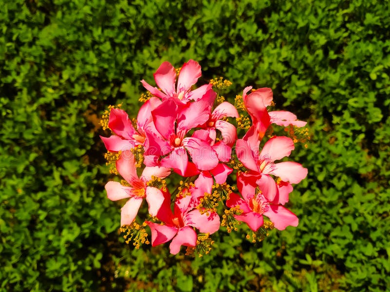 Beautiful Red Nerium Oleander Flowers on Green Leaves Background Stock ...