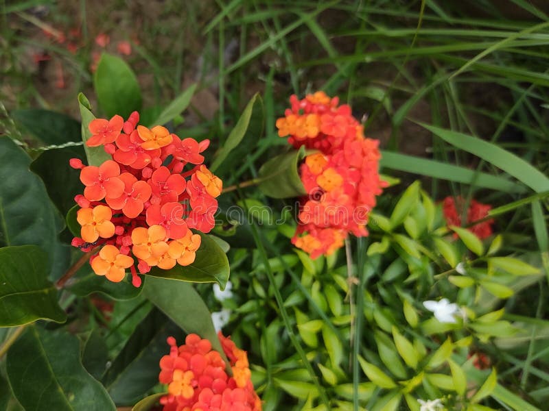 A Beautiful Red, Orange Mixed Color Hydrangea Flower. Stock Image ...