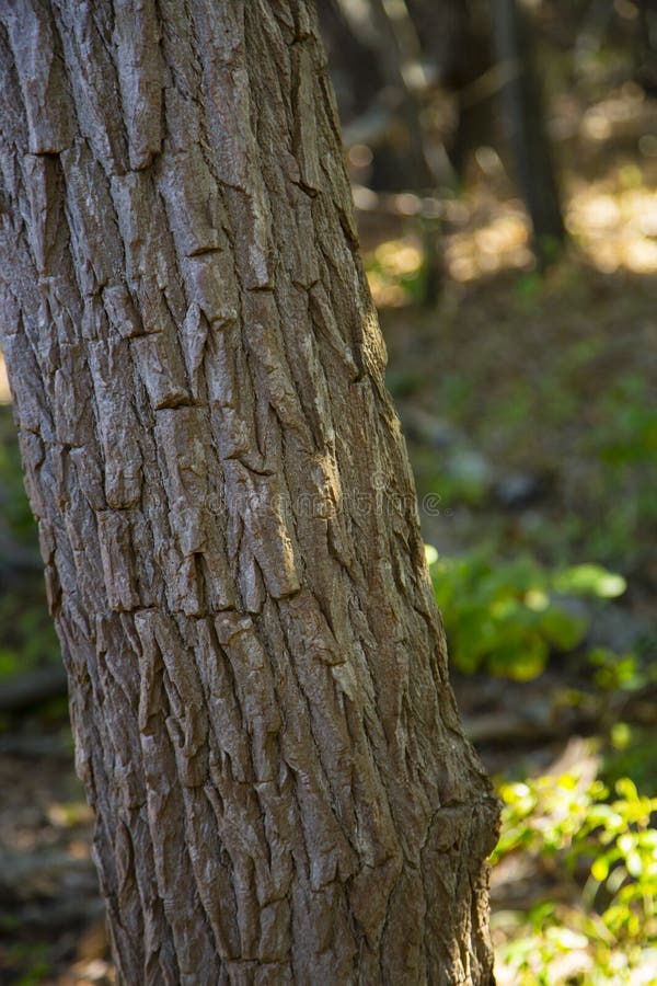 252 Sassafras Tree Stock Photos - Free & Royalty-Free Stock Photos from ...