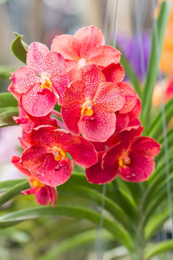 Beautiful red orchid stock photo. Image of design, orange - 46268152