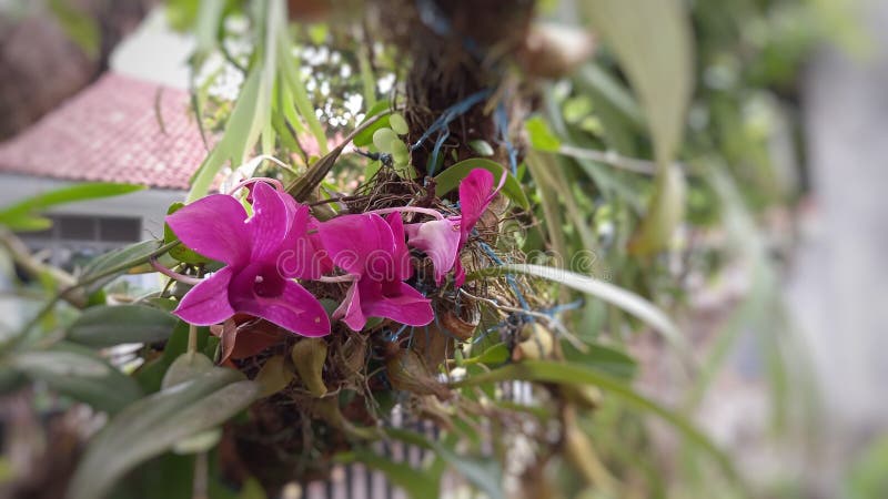 Beautiful Red Orchid that Grows on the Main Plant Stock Image - Image ...