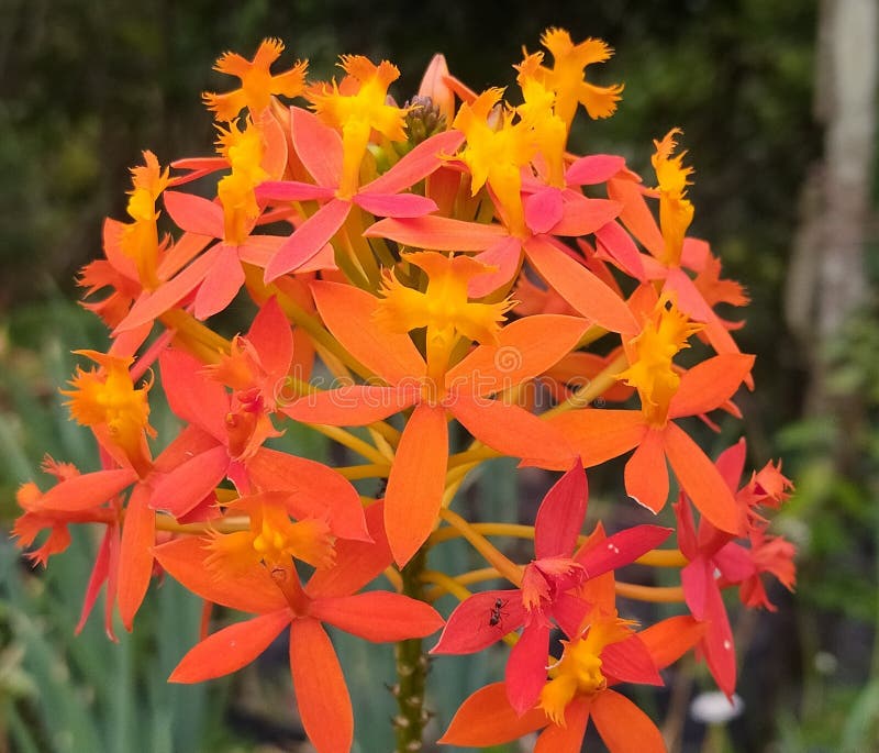 Beautiful Red Orchids in My Garden Stock Image - Image of orchids ...