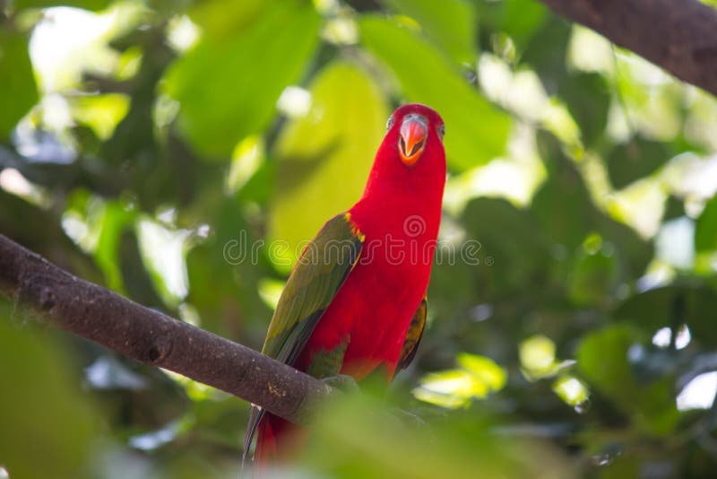 Beautiful Red Parrot Bird Close Up Stock Image - Image of animal ...