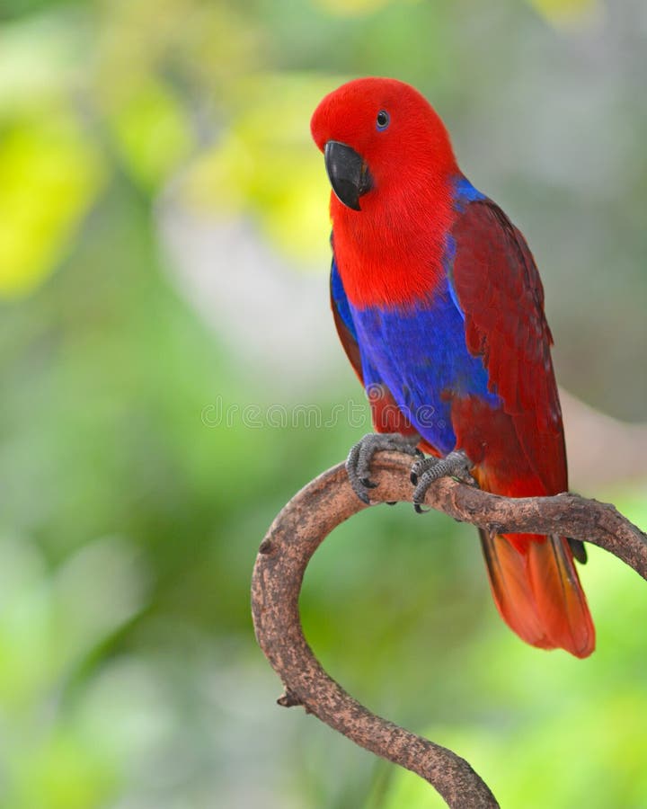 Beautiful red parrot stock photo. Image of lorius, standing - 40163060