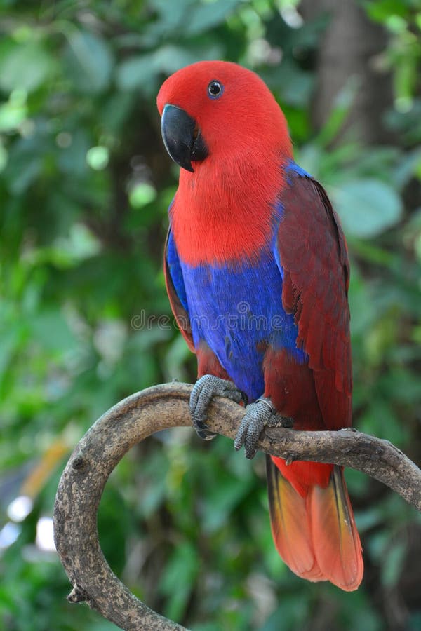 Beautiful red parrot stock image. Image of animal, portrait - 40163243