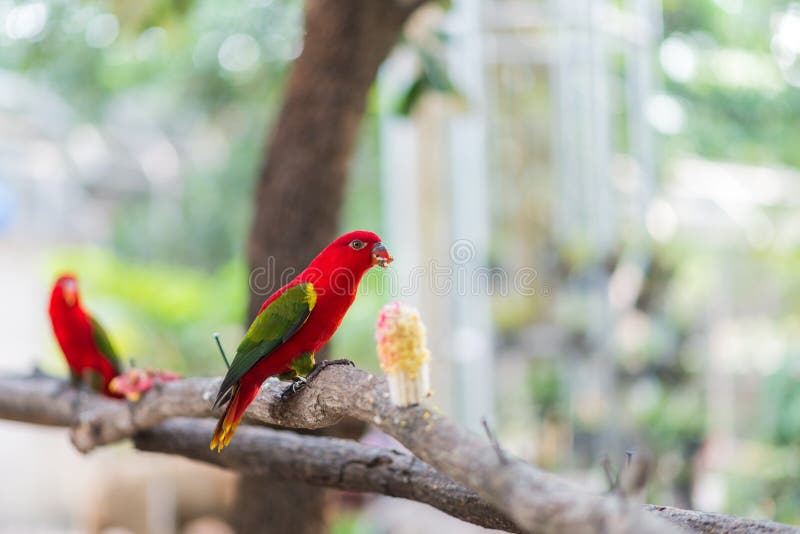 Beautiful red parrot stock photo. Image of wing, beak - 61435130