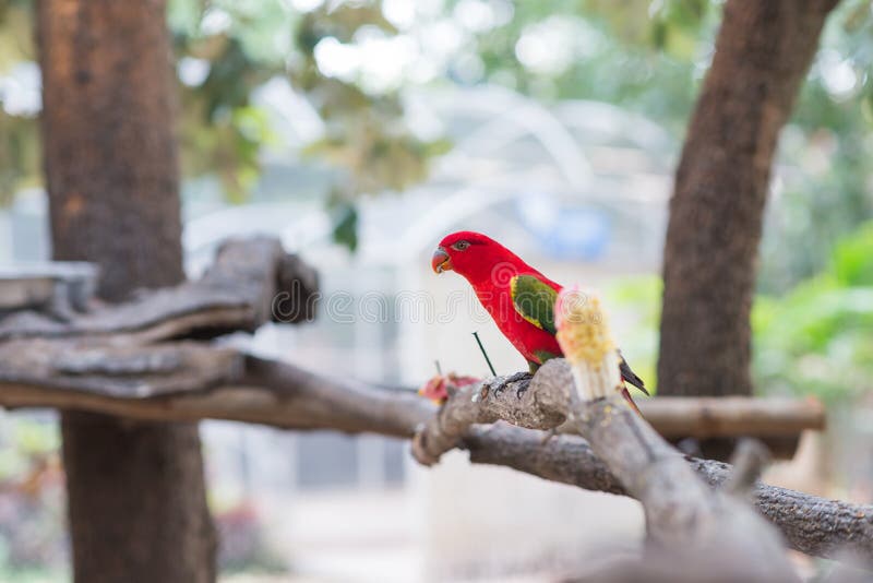 Beautiful red parrot stock photo. Image of animal, wild - 61435136