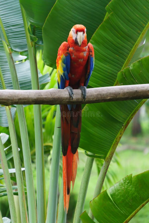 Beautiful coloured bird stock image. Image of exotic - 123010943