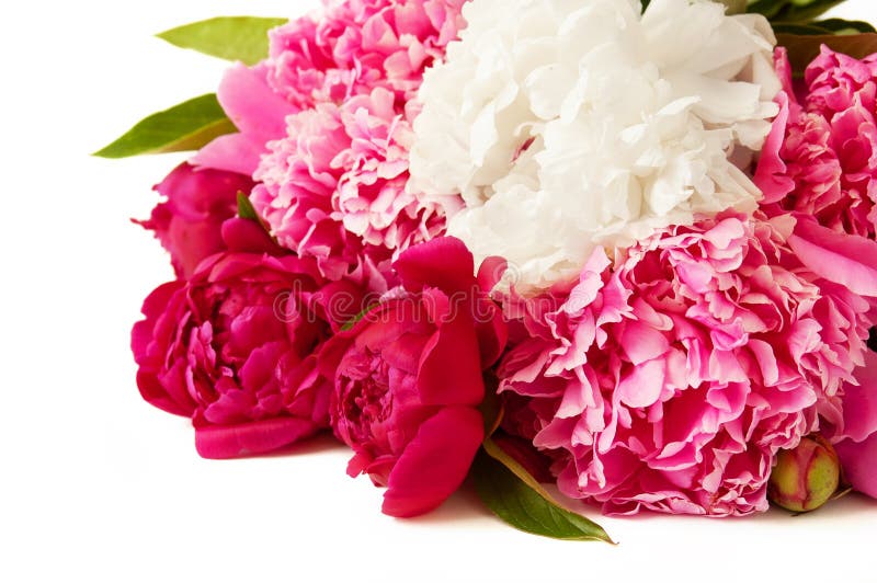 Beautiful Red and Pink Peony Bunch Isolated on White Background Stock ...