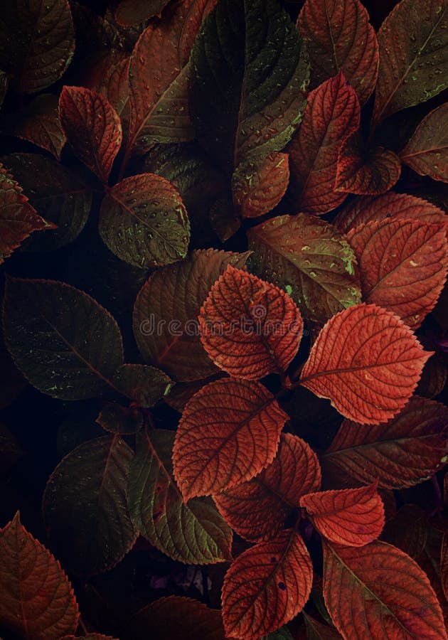The Beautiful Red Plant Leaves Stock Photo - Image of abstract, leaf ...