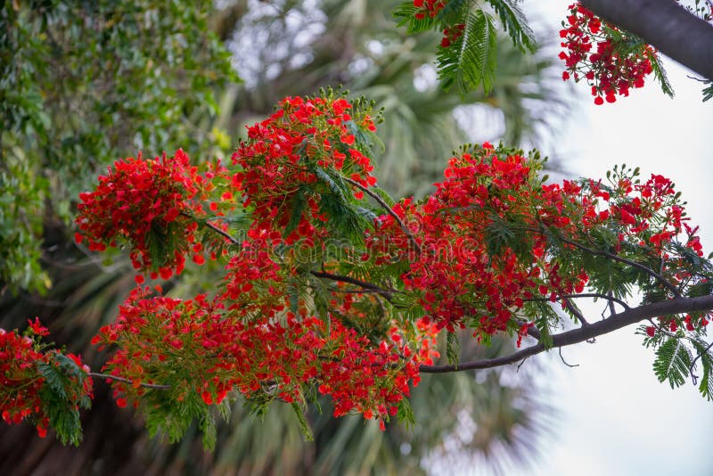 Beautiful Red Plants in Bloom Stock Photo - Image of blurry, plants ...