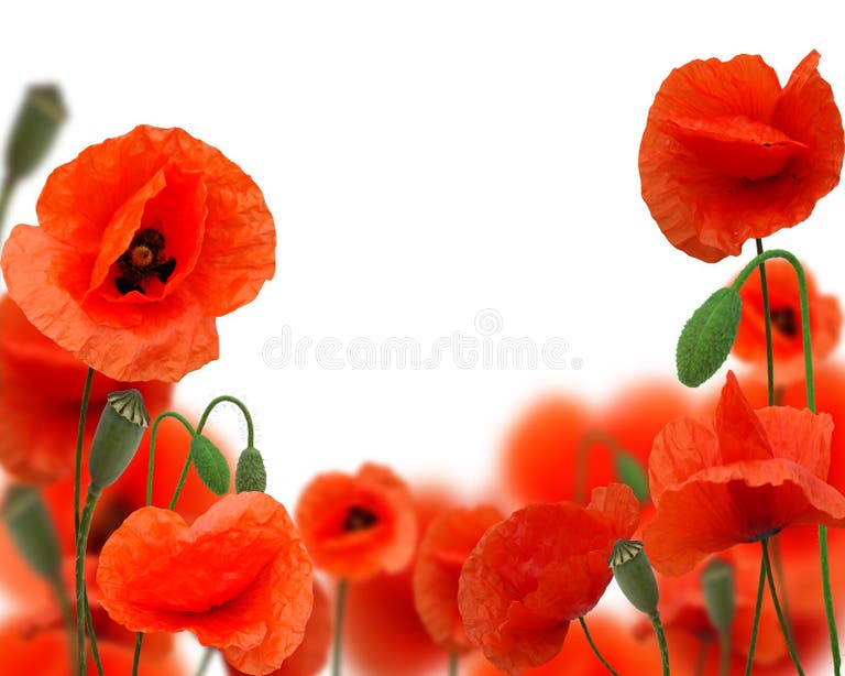 438 Poppy Corner Border Stock Photos - Free & Royalty-Free Stock Photos ...