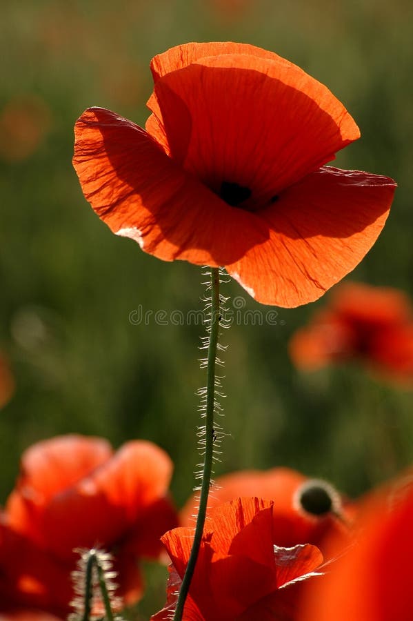 Red Poppy stock image. Image of garden, scenic, background - 19961375