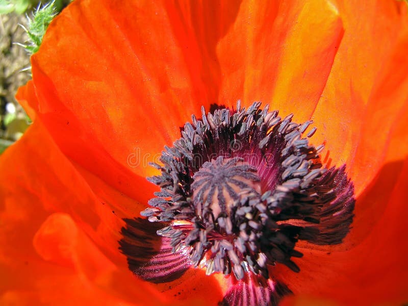 Beautiful Red Poppy. Picture Image: 4526088