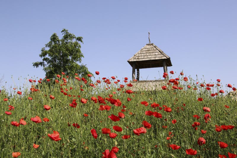Beautiful Red Poppy Field with Tree in Background Stock Image - Image ...