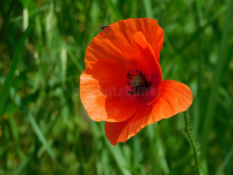 Beautiful Red Poppy. Red Flower Stock Photo - Image of petal, flower ...