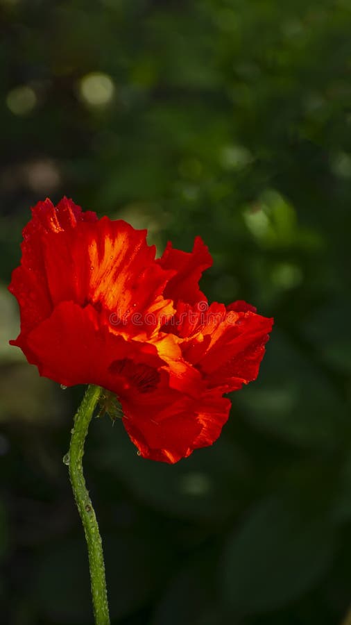 Beautiful Red Poppy in the Flowerbed. Poppy Stock Image - Image of ...