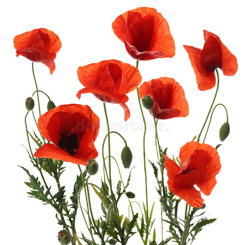 Beautiful Red Poppy Flowers Isolated Stock Photo - Image of botanical ...